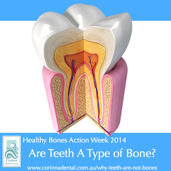 Which Bones Contain Teeth